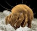 Subjects of microphotography - Leonid Mamchenkov